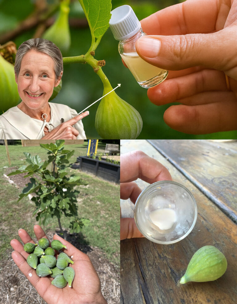 The Magic of Fig Sap: Nature’s Hidden Elixir for Health and Home! – recipes