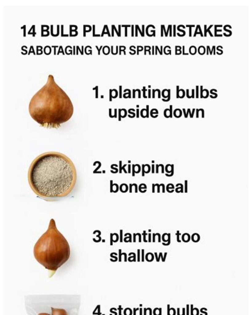 14 bulb planting mistakes sabotaging your spring blooms – recipes